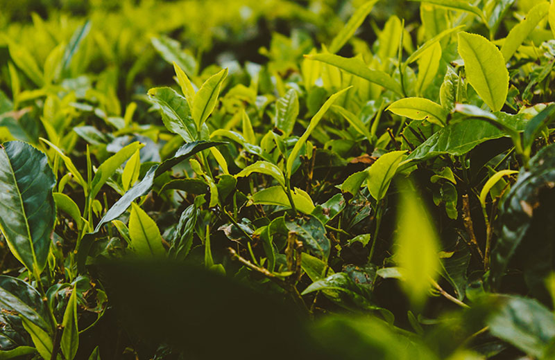 Hotels near Galle Fort | Facilities at Kahanda Kanda By KK Collection