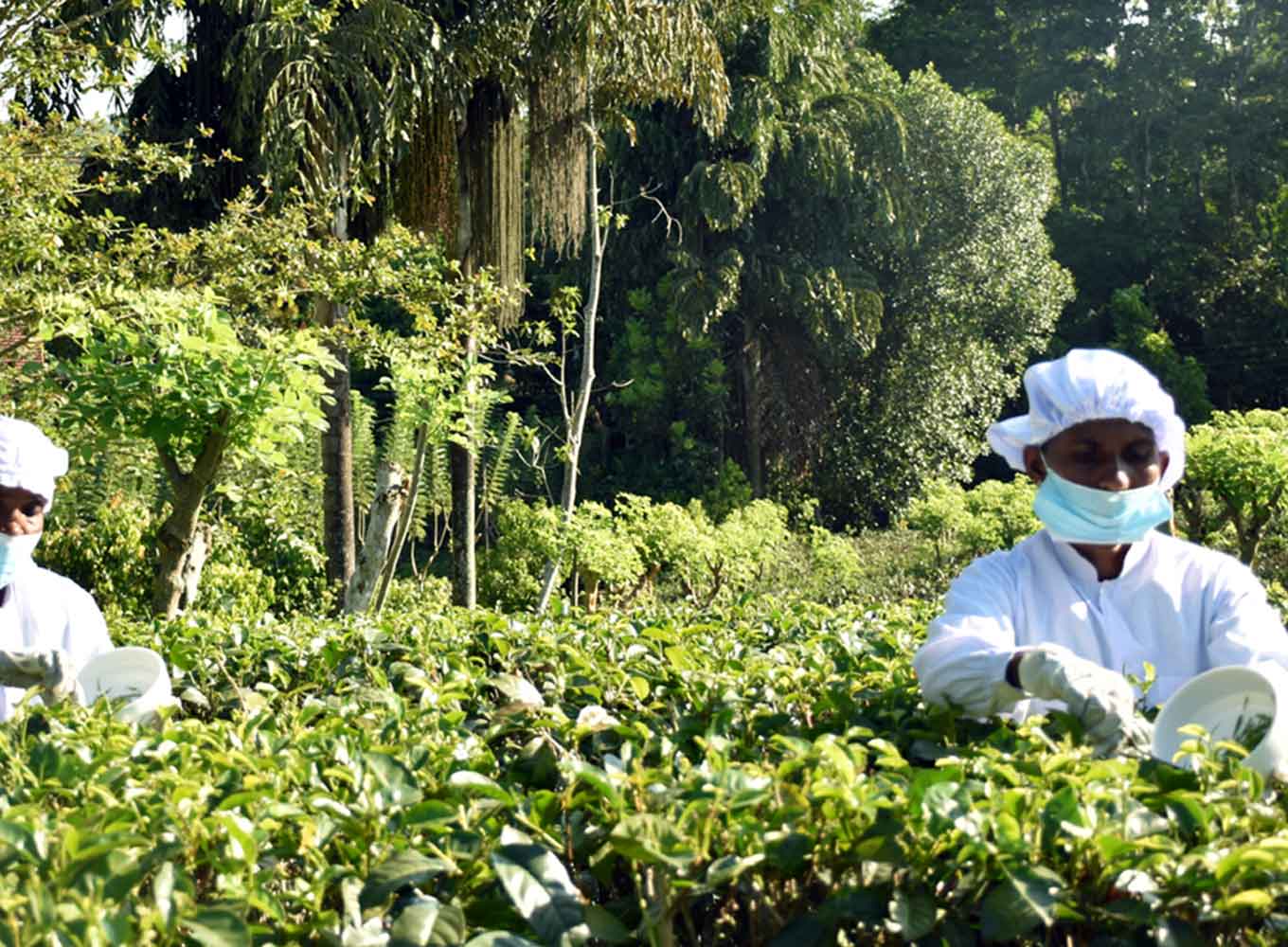 Sri Lanka Tea Plantation Tour | Visit Tea Plantation Galle
