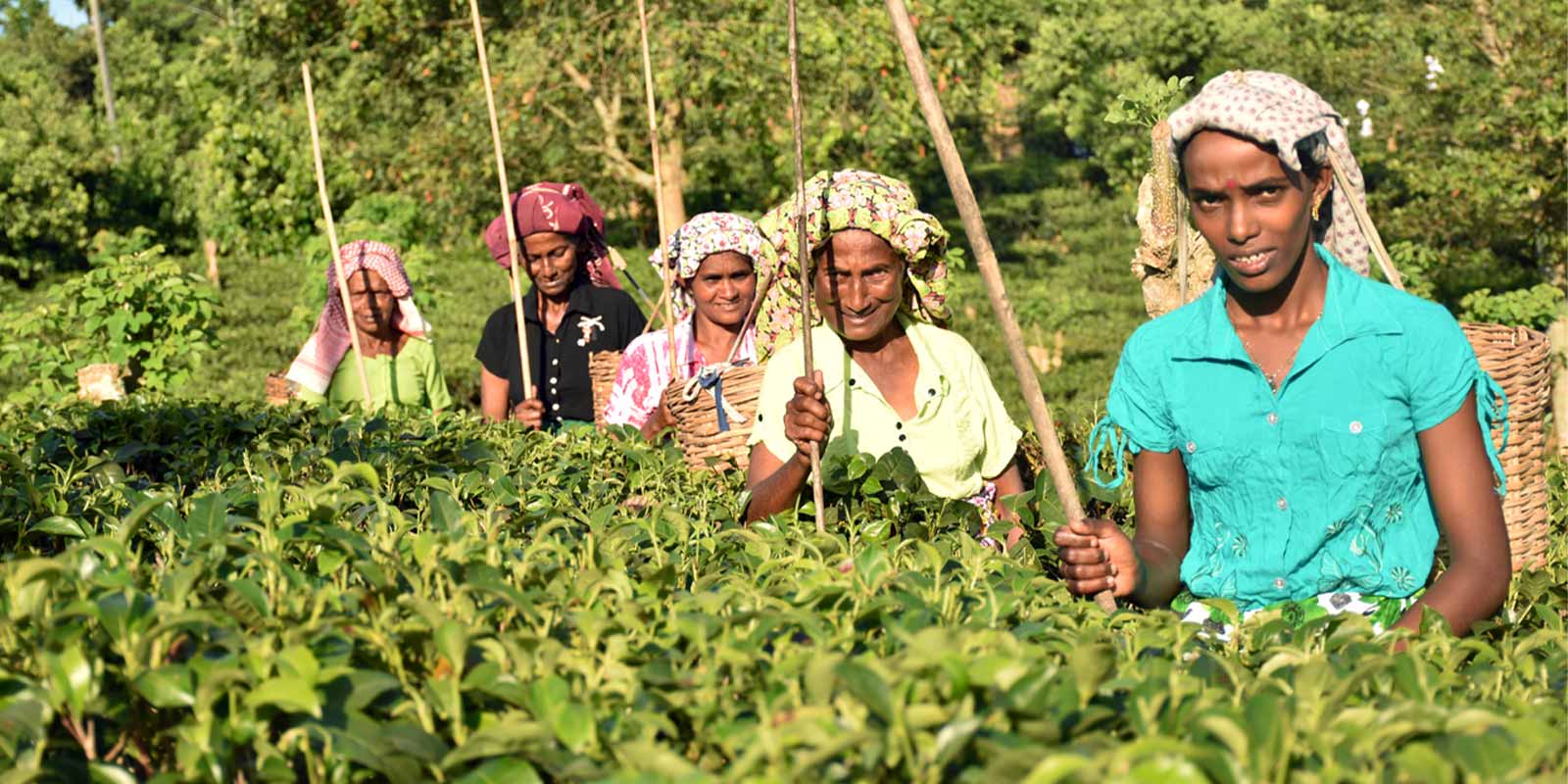 Sri Lanka Tea Plantation Tour | Visit Tea Plantation Galle