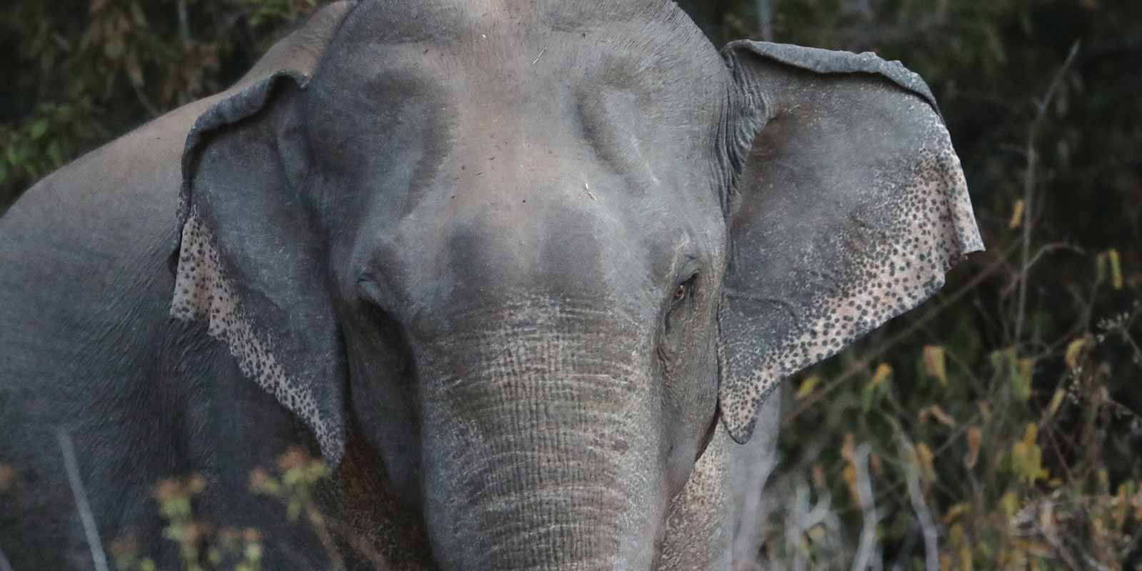 Udawalawa Hotels | Udawalawa Tour by Kahanda Kanda