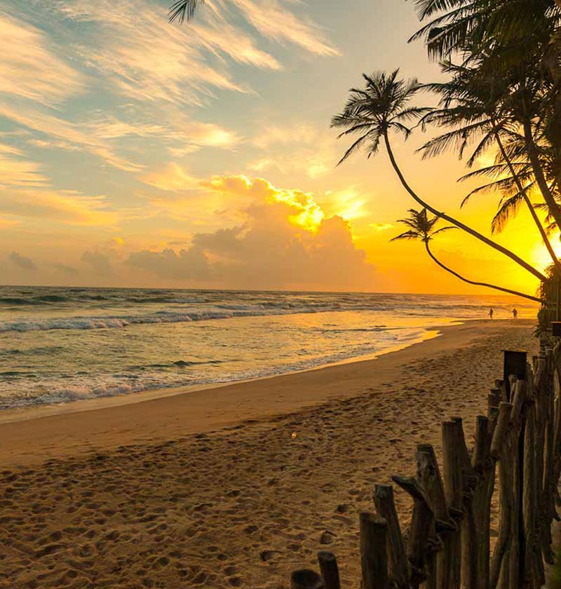 Kanneliya Visiting Places | Visit Kanneliya Rain Forest